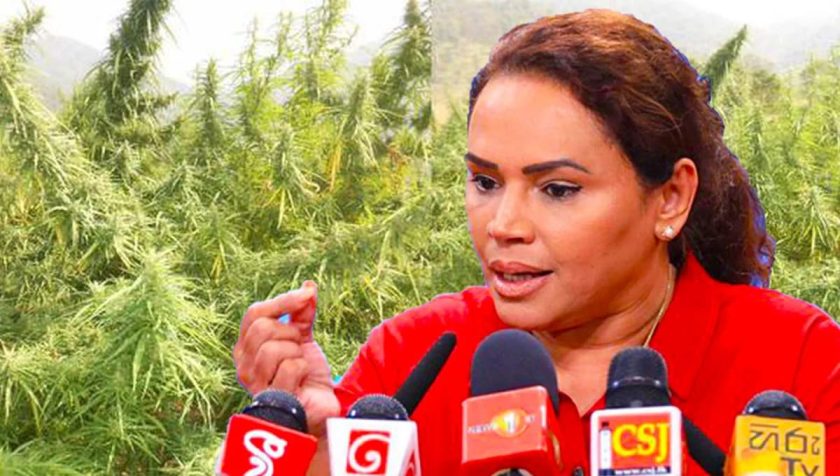 කංසා වෙළඳපොළේ ප්‍රමුඛත්වය ගැනීමට ලංකාවට පුළුවන් ! - aithiya